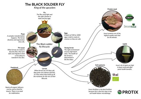Figure 2 From Valorization Of Black Soldier Flies At Different Life