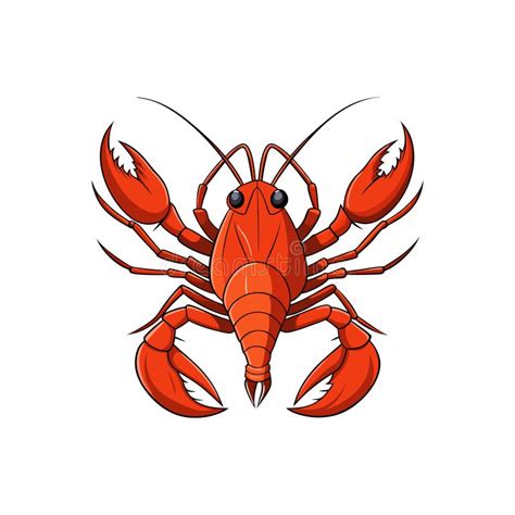 Crangon Crustacean Stock Illustrations 104 Crangon Crustacean Stock