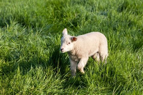 Premium Photo Lamb