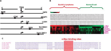 Target Genes With Alu Derived C Myc Binding Sites A Approximate