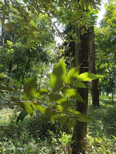 Pterospermum Javanicum Jungh