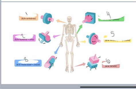 Types Of Joints Lab Flashcards Quizlet