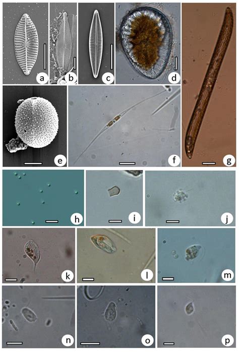 Protist Cell Microscope