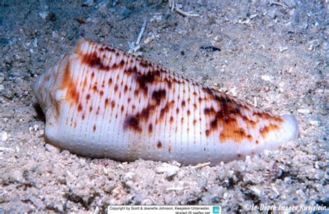 Conus Moluccensis Molukken Kegel