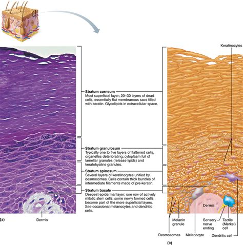 Human A P Chapter Integumentary System PART Diagram Quizlet