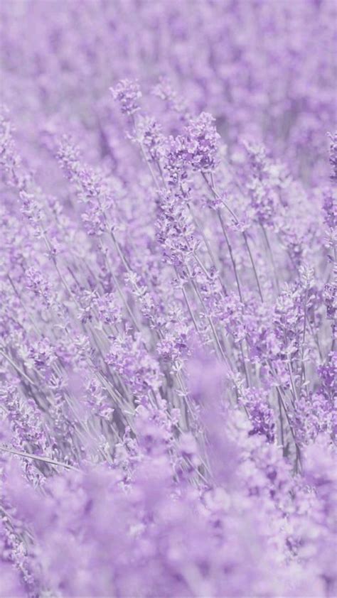 Pin On My Cutouts In 2024 Violet Aesthetic Lavender Aesthetic