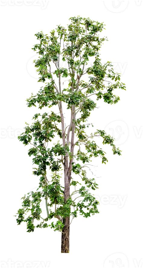 Green Tree Isolated PNG