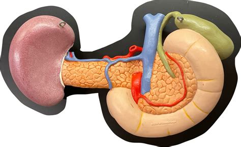 Posterior Pancreasspleen Diagram Quizlet