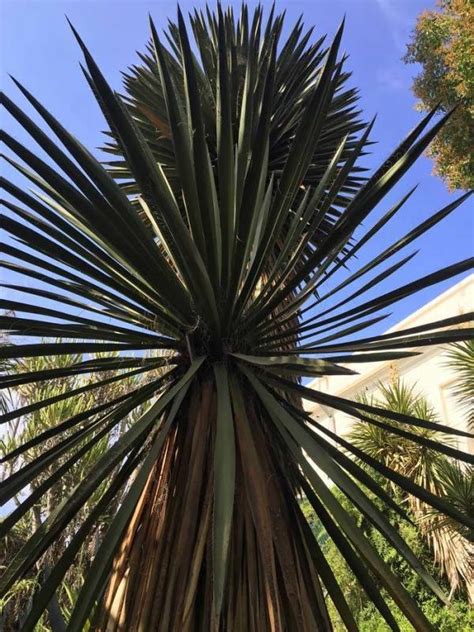 Hardy Tropical Plants Suitable For Growing In The Uk Paramount Plants