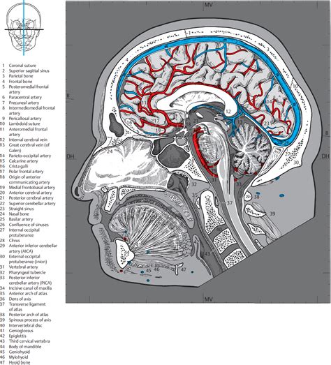 4 Sagittal Sections Radiology Key
