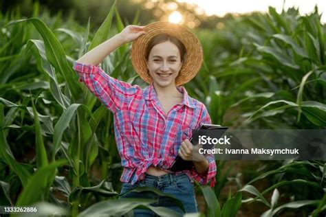 농부 또는 농학자는 옥수수 코브의 필드를 검사합니다 농업 사업의 개념 태블릿을 가진 농학자는 옥수수 덩어리를 검사합니다 20 24세에 대한 스톡 사진 및 기타 이미지