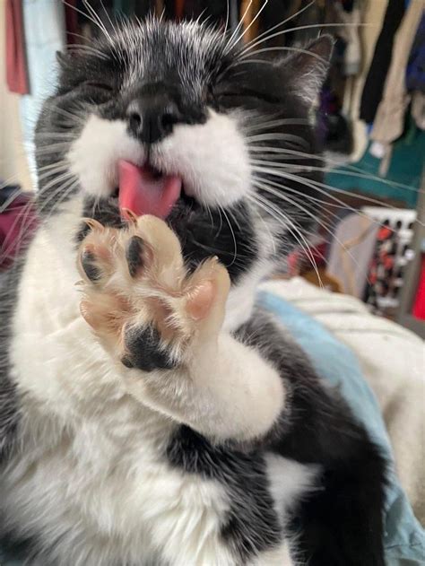 Purrfectly Funny Pictures Of Cats Engaging In Totally Normal Feline Behavior And Being Adorable