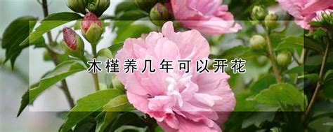 木槿养几年可以开花 发财农业网
