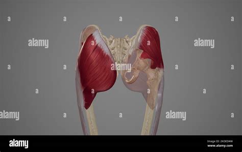 Gluteus Medius Origin And Insertion