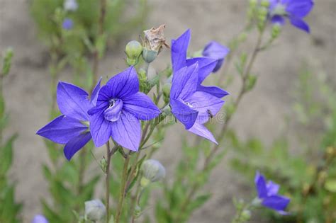 Platycodon Grandiflorus With Blue Flowers Stock Image Image Of