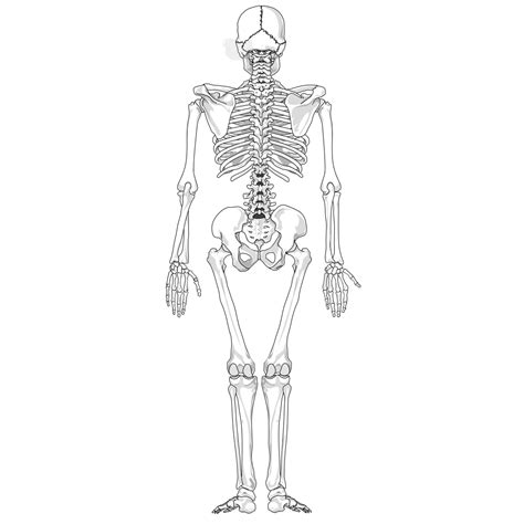 Скелет человека без подписей картинки