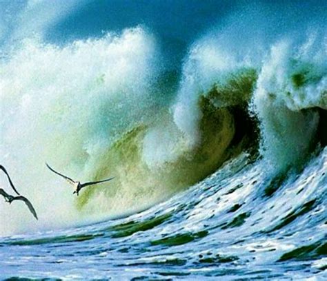 巨型海燕海燕大山谷图库