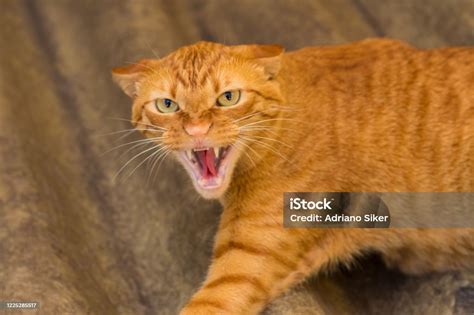 길들이고 화가 국내 노란색 고양이 야생 고양이 화가 고양이 으르렁 거리는 고양이 악마 고양이 신경 고양이 악마 고양이 0명에 대한 스톡 사진 및 기타 이미지 Istock