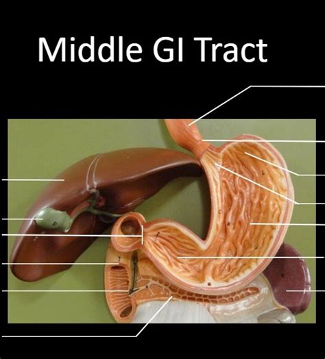 Middle Gi Tract Diagram Quizlet