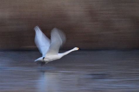 安曇野の白鳥たち 12 安曇野の四季 宮下 鉃 写真ブログ