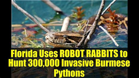 Florida Uses Robot Rabbits To Hunt 300000 Invasive Burmese Pythons Wild Science Experiment