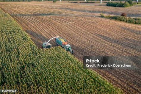 현장에서 사일리지를 위한 옥수수 절단에 대한 사료 수확기 바이오 매스 작물 수확 옥수수 수확 시즌에 수확기 트랙터 작업 사일리지에 대한 스톡 사진 및 기타 이미지 Istock