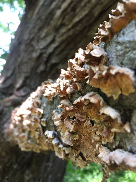 Fungi On A Tree Branch I Love This Photo It Just Shows A Lot About Nature Nature Nature