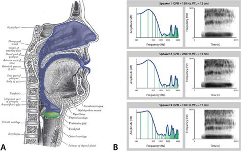 The Contribution Of Glottal And Vocal Tract Characteristics To The Download Scientific Diagram