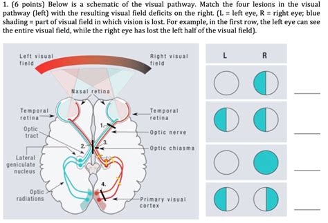Solved Below Is A Schematic Of The Visual Pathway Match