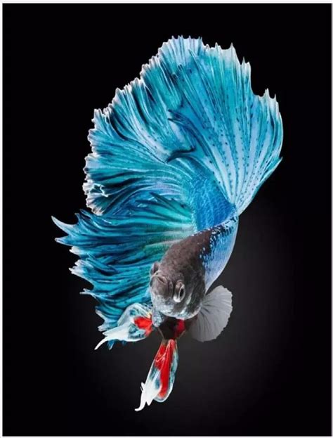 奇特漂亮的鱼！养眼又养心，太漂亮了！ 观赏鱼 中国特色 环境 新浪新闻