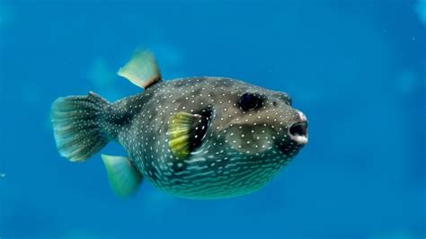 Unix OpenBSD 6 4 Kommt Mit Schleier Und Ohne Hyperthreads Golem De