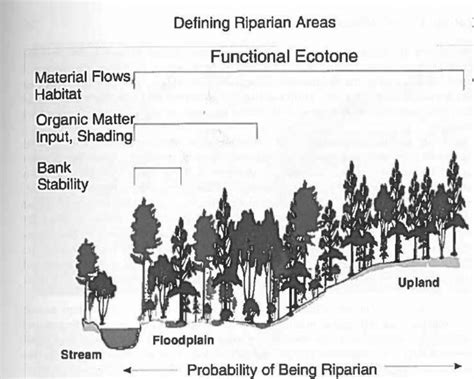 The Functions Of Riparian Zone Download Scientific Diagram