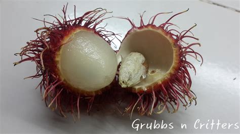 Now In Season Hairy Fruits