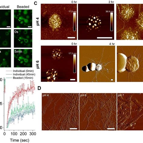 Tdp 43 Lcd Fibrillation In The Absence Of Llps A Atomic Force