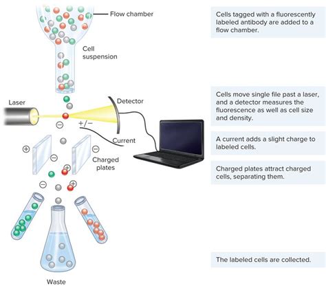Fluorescence Activated Cell Sorter Facs In 2025 Immunology Molecular Biology Molecular
