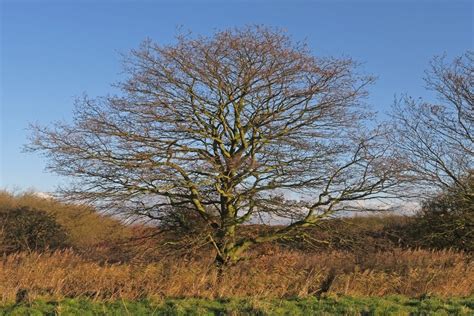 Trees That Start With T Explore Varieties Characteristics Trees That Start With T Explore Varieties Characteristics