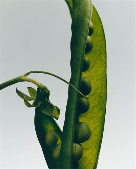 Maria On Instagram The Most Beautiful Peas You Have Ever Seen Set For Loewe Perfumes With