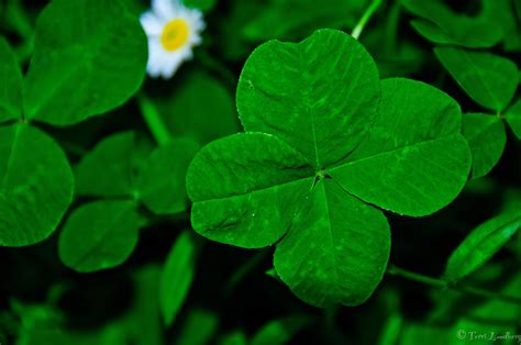 Four Leaf Clover Wallpapers Top Free Four Leaf Clover Backgrounds Wallpaperaccess