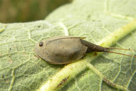 地球上で最も長く姿を変えずに残り続けている生物種とは ナゾロジー