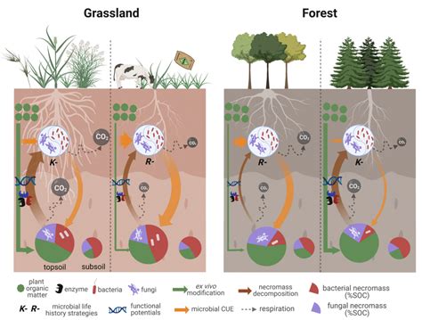 Land Use And Biodiversity Determine The Contribution Of Microbial