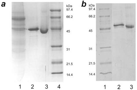 The Smallest Isoform Of Metridia Longa Luciferase As A Fusion Partner For Hybrid Proteins