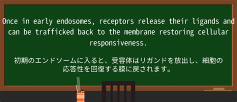 【英単語】early Endosomesを徹底解説！意味、使い方、例文、読み方 おもしろい英文法