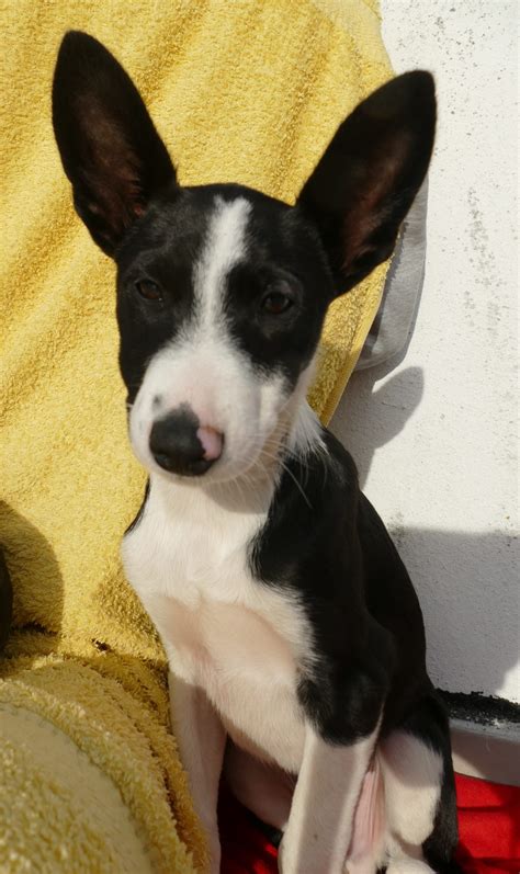 Mochi Adoptiert Aeza