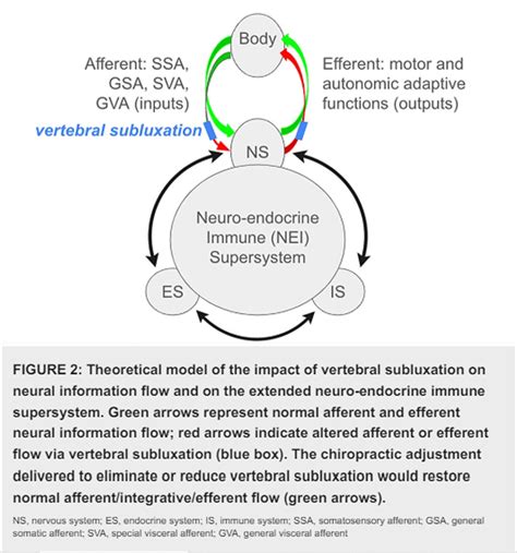 Vertebral Subluxation And Systems Biology An Integrative Review