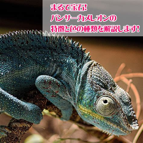 まるで宝石パンサーカメレオンの特徴と色の種類を解説します