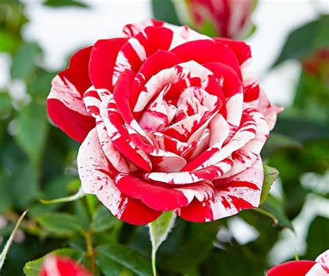 Red White Rose Bush Plant Parade Gigi Miniature Rose Bush Fragranthardy Live Starter Plant Ship