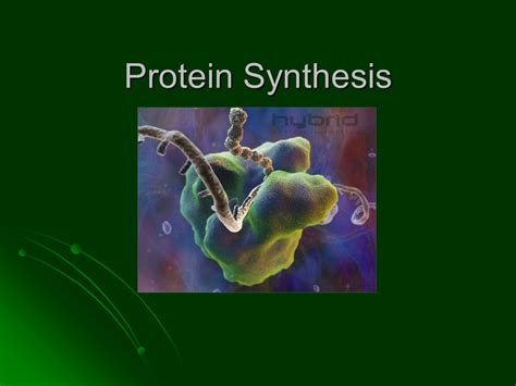 Protein Synthesis Presentation Free To View