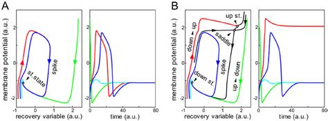 Single Neuron Dynamics A Original Fn Neuron Small But Finite Download Scientific Diagram
