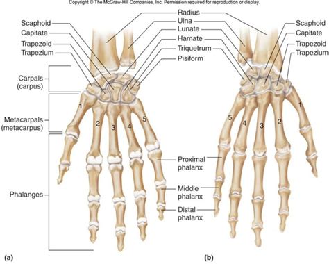 Metacarpophalangeal Joint Anatomy Nerve Supply Function Illnesshacker