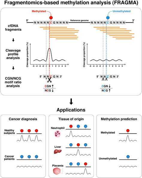 Epigenetic Analysis Of Cell Free Dna By Fragmentomic Profiling Pnas Epigenetic Analysis Of Cell Free Dna By Fragmentomic Profiling Pnas